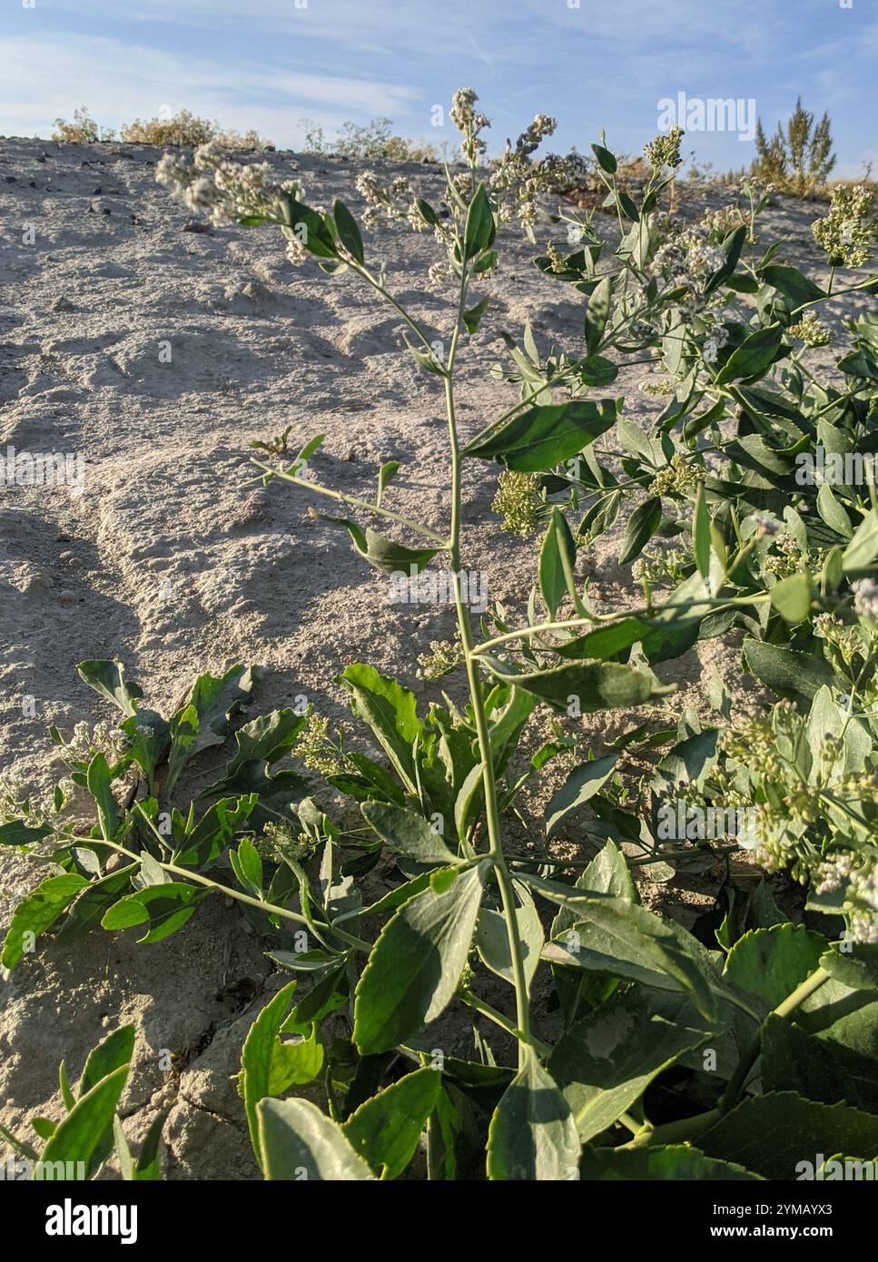 broadleaved pepperweed (Lepidium latifolium Stock Photo - Alamy