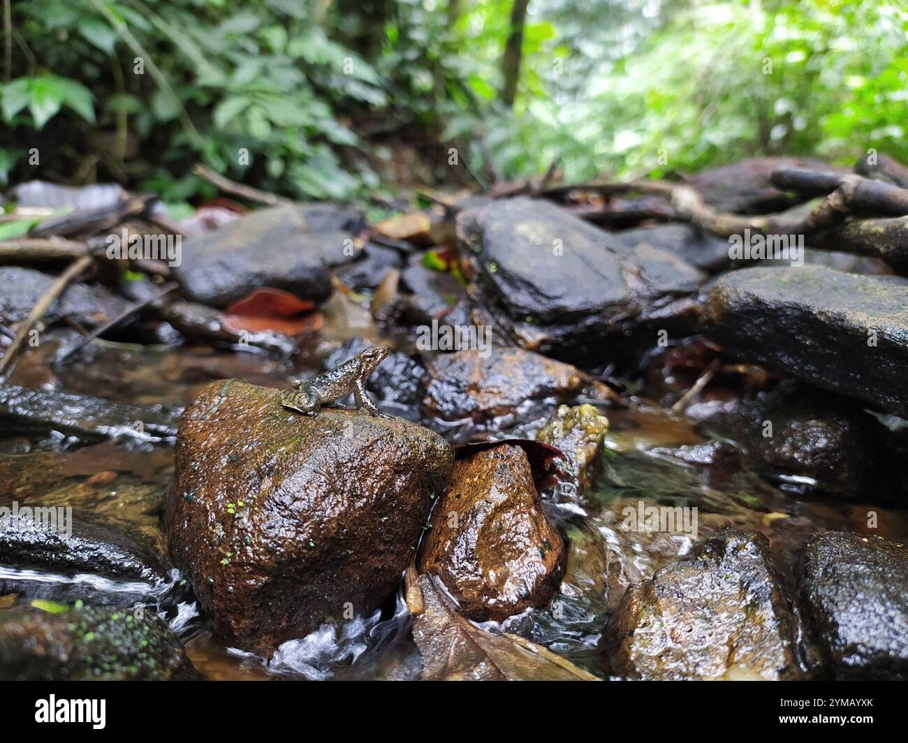 Kottigehara Dancing Frog (Micrixalus kottigeharensis Stock Photo - Alamy