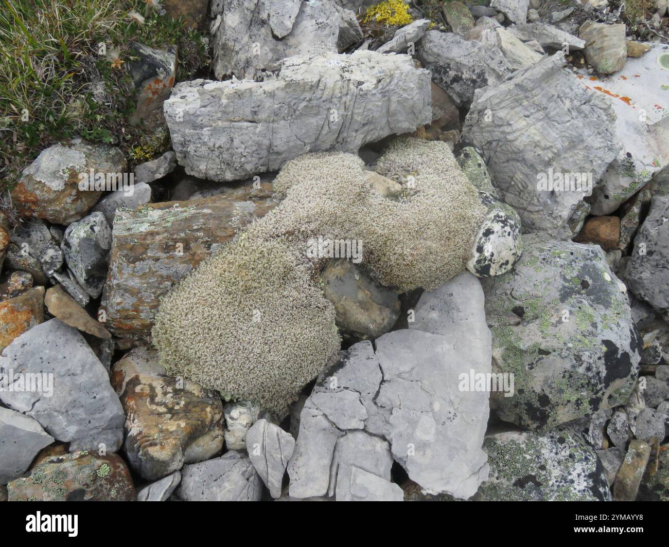 Woolly Fringe-moss (Racomitrium lanuginosum Stock Photo - Alamy