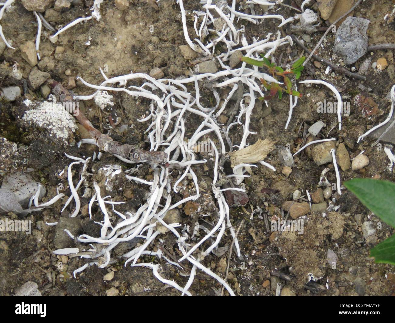 Whiteworm Lichen (Thamnolia vermicularis Stock Photo - Alamy