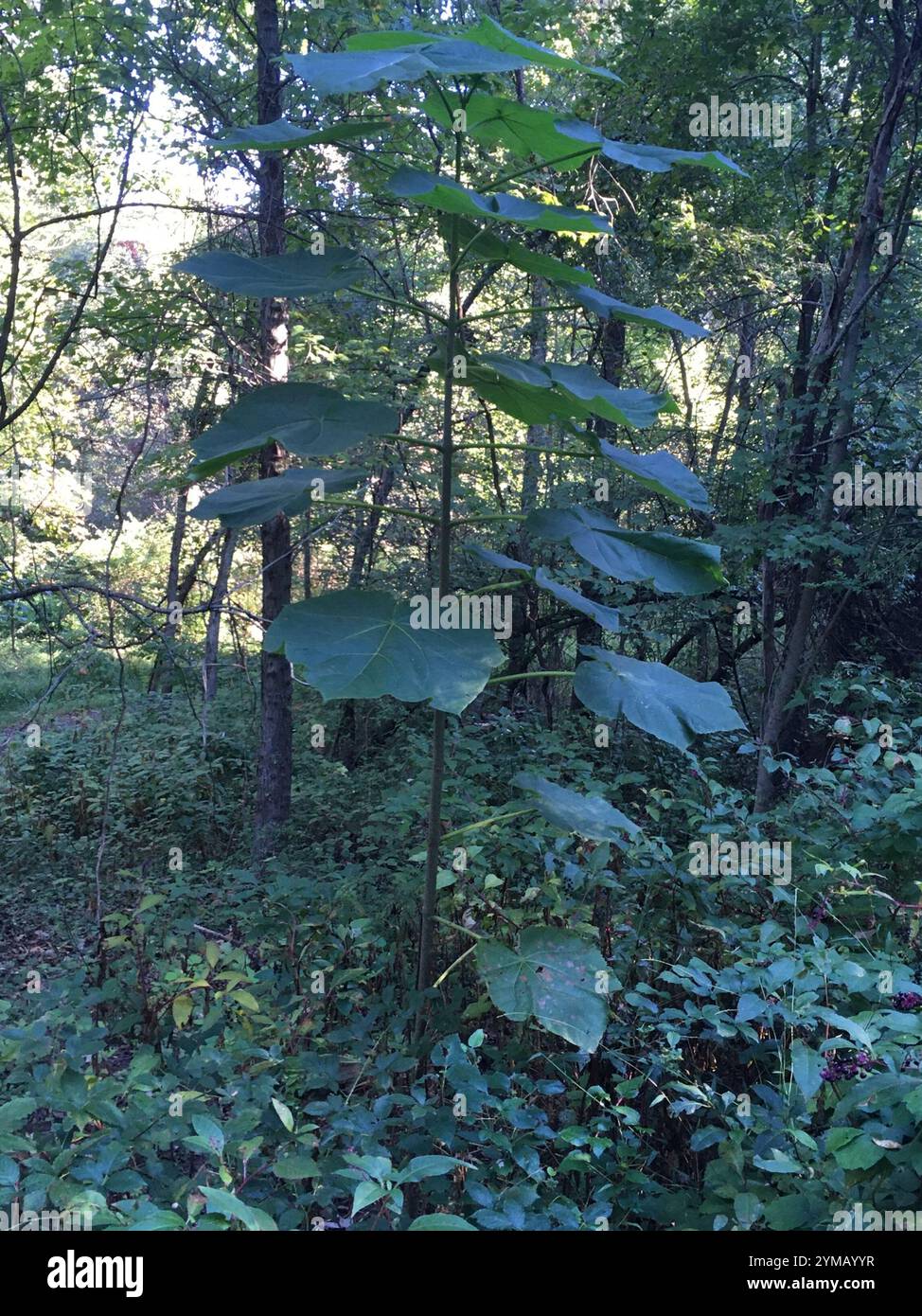 princess tree (Paulownia tomentosa Stock Photo - Alamy