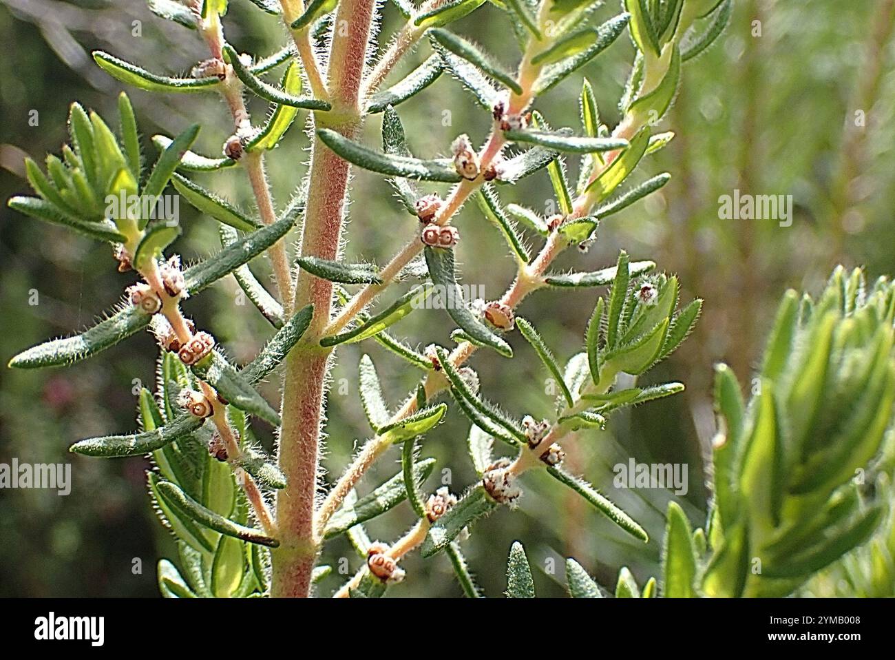 Common Marsh Sillyberry (Grubbia rosmarinifolia rosmarinifolia Stock ...