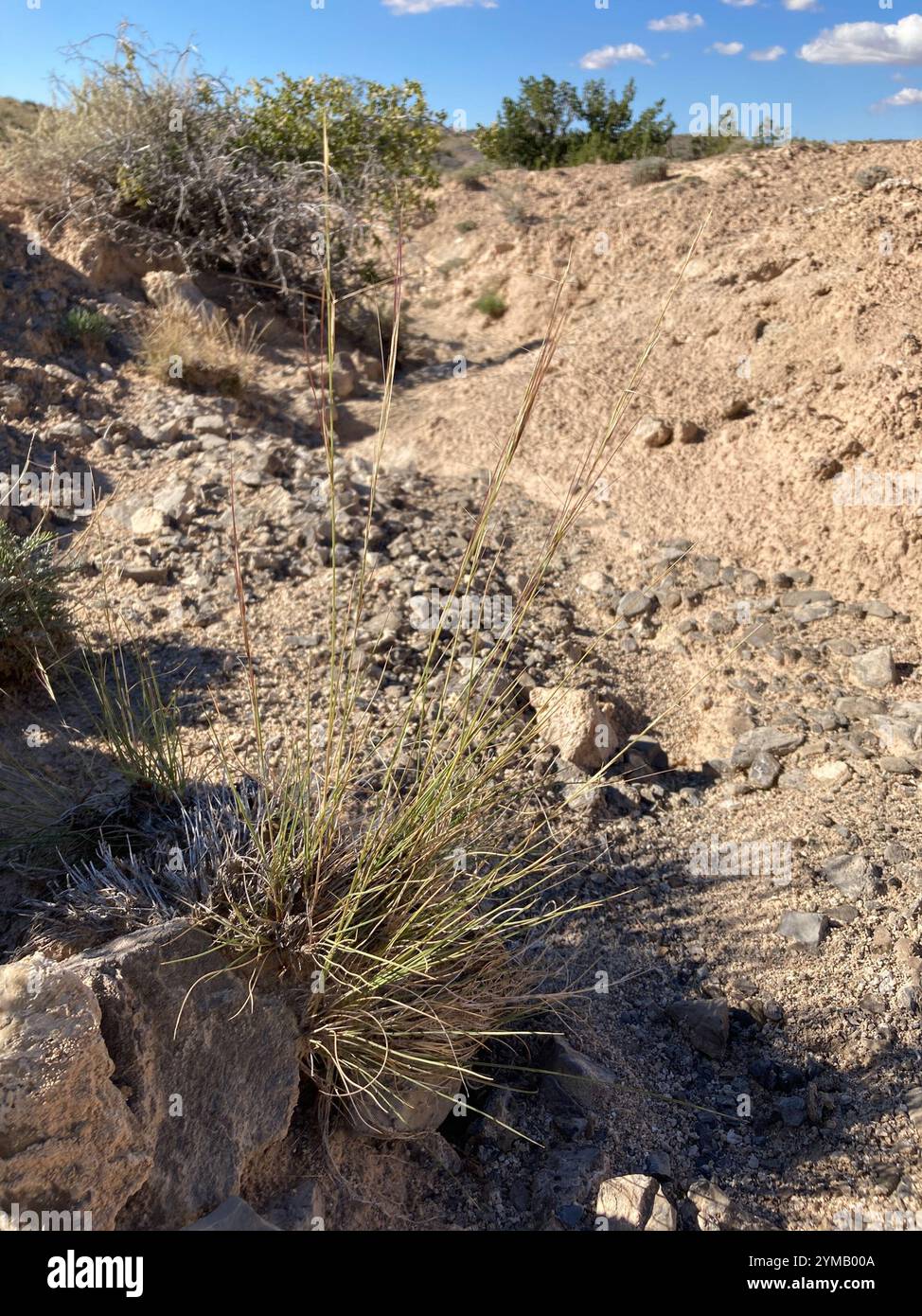 Purple Threeawn (Aristida purpurea Stock Photo - Alamy
