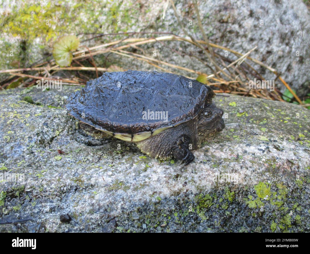 Common Snapping Turtle (Chelydra serpentina Stock Photo - Alamy