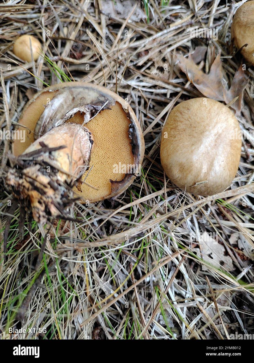 Slippery Jill (Suillus salmonicolor Stock Photo - Alamy
