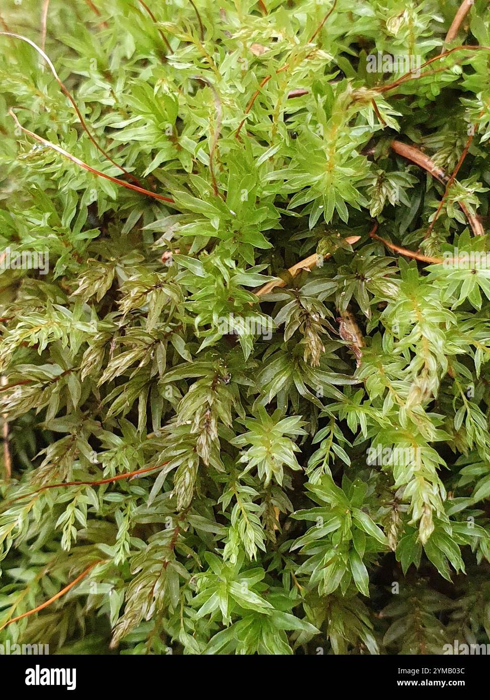 Horn Calcareous Moss (Mnium hornum Stock Photo - Alamy
