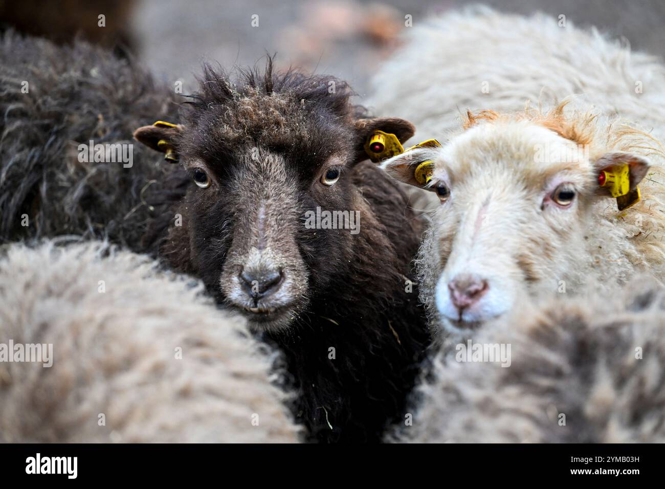 Perleberg, Germany. 20th Nov, 2024. Ouessant sheep at Perleberg Zoo ...