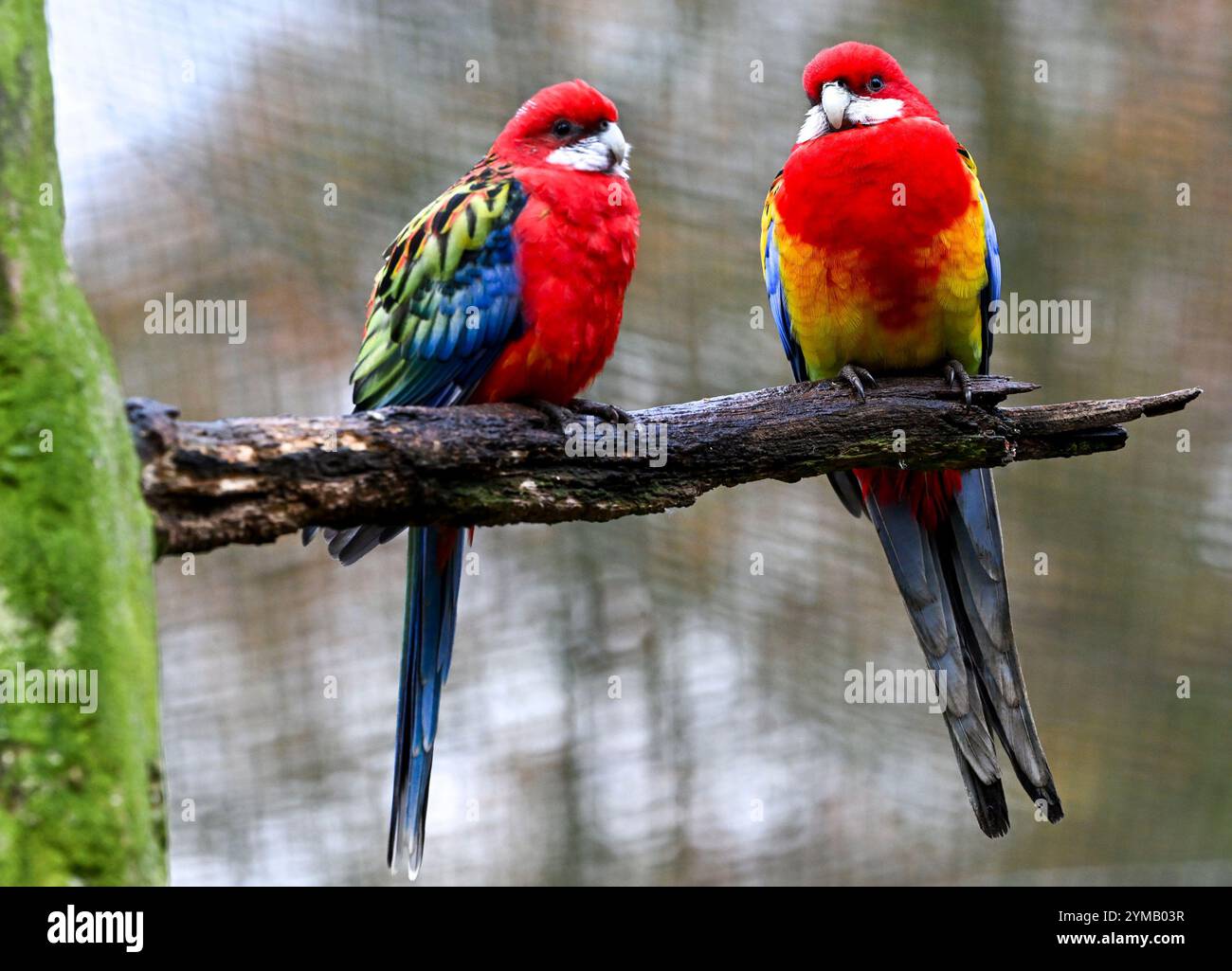 Perleberg, Germany. 20th Nov, 2024. Two Rosella parakeets sit in their ...