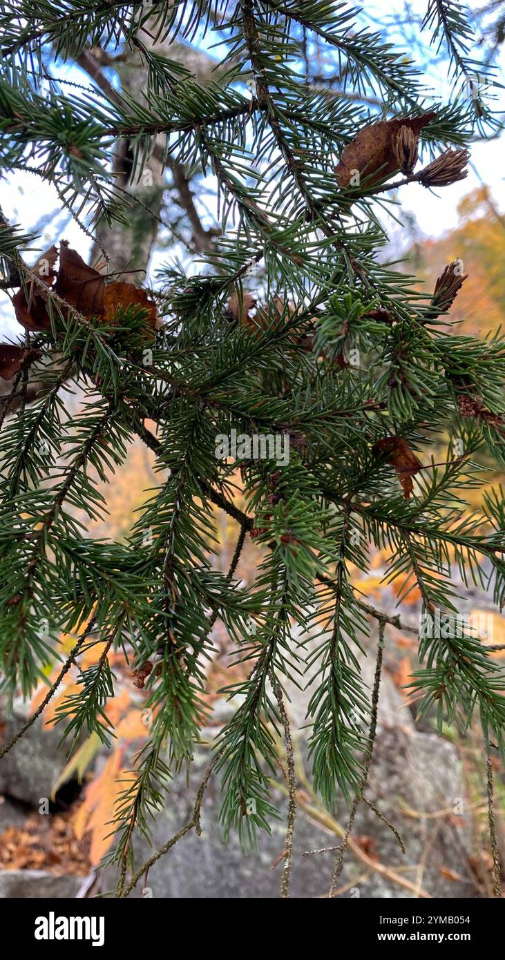red spruce (Picea rubens Stock Photo - Alamy