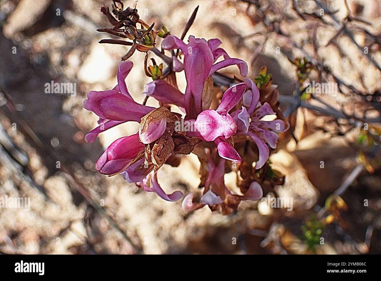 Small Pink Satyre (Satyrium erectum Stock Photo - Alamy