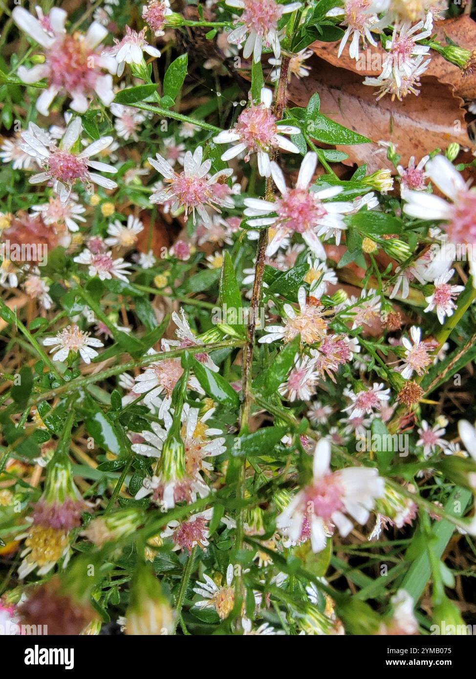 calico aster (Symphyotrichum lateriflorum Stock Photo - Alamy