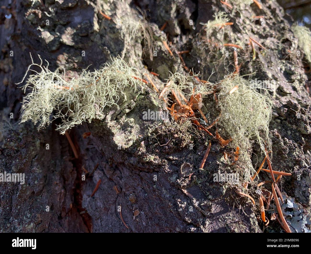 Witch's Hair (Alectoria sarmentosa Stock Photo - Alamy