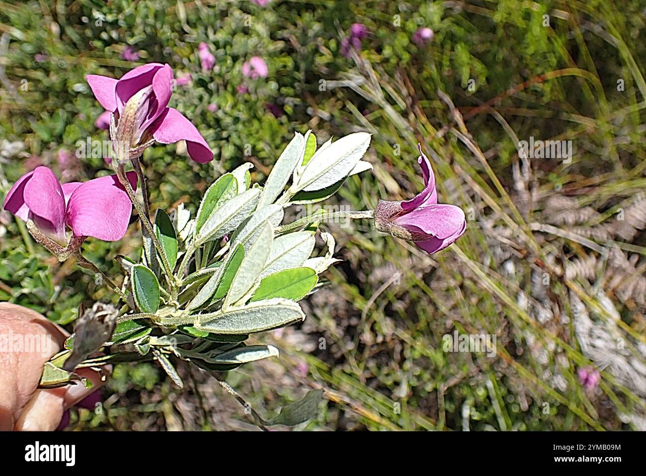 Box Capesweetpea (Podalyria buxifolia Stock Photo - Alamy