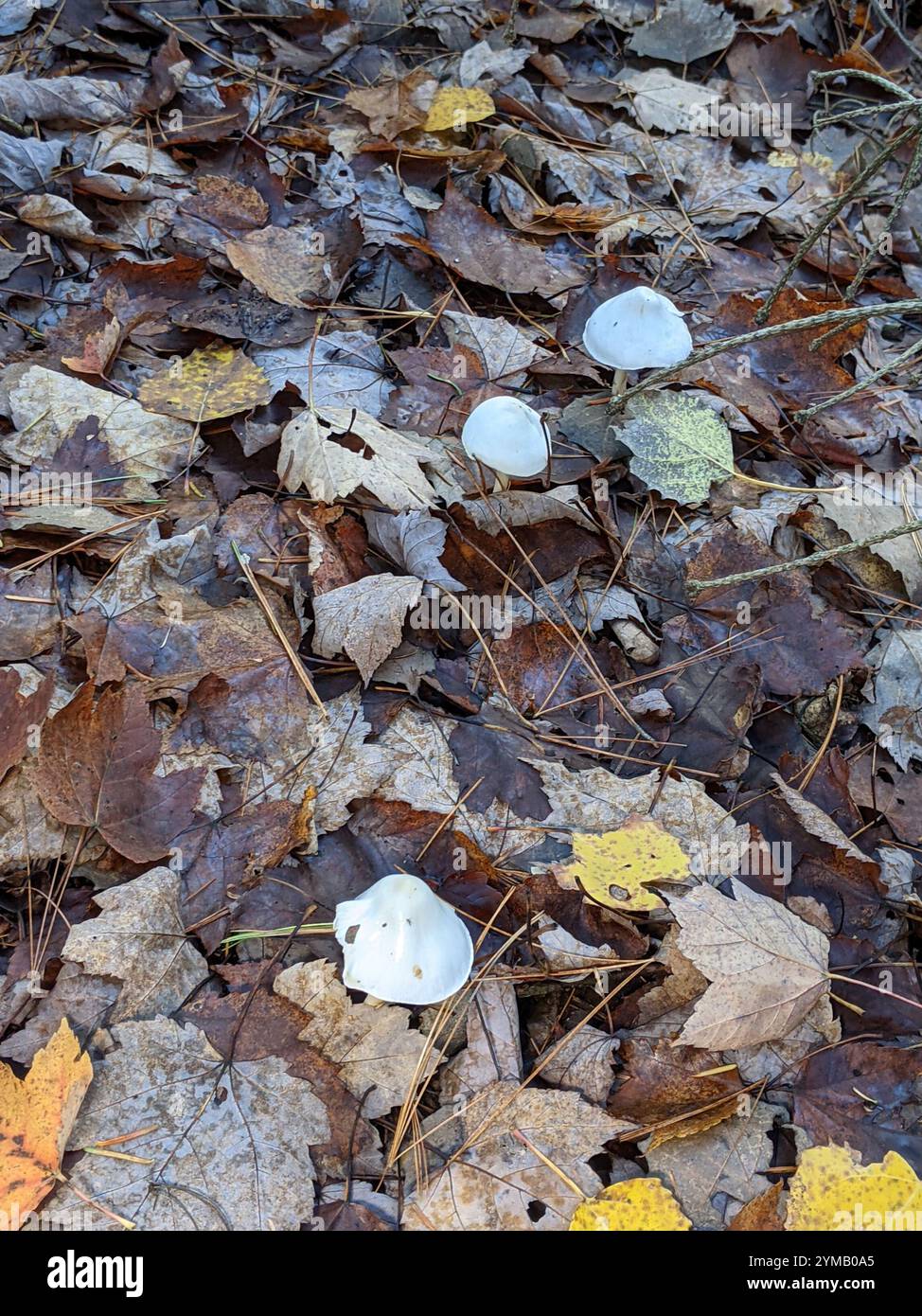 Zhuliangomyces hi-res stock photography and images - Alamy