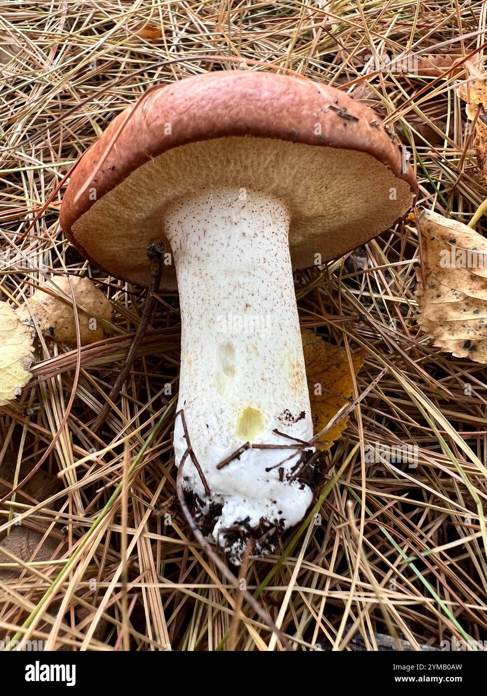 Butterball (Suillus weaverae Stock Photo - Alamy
