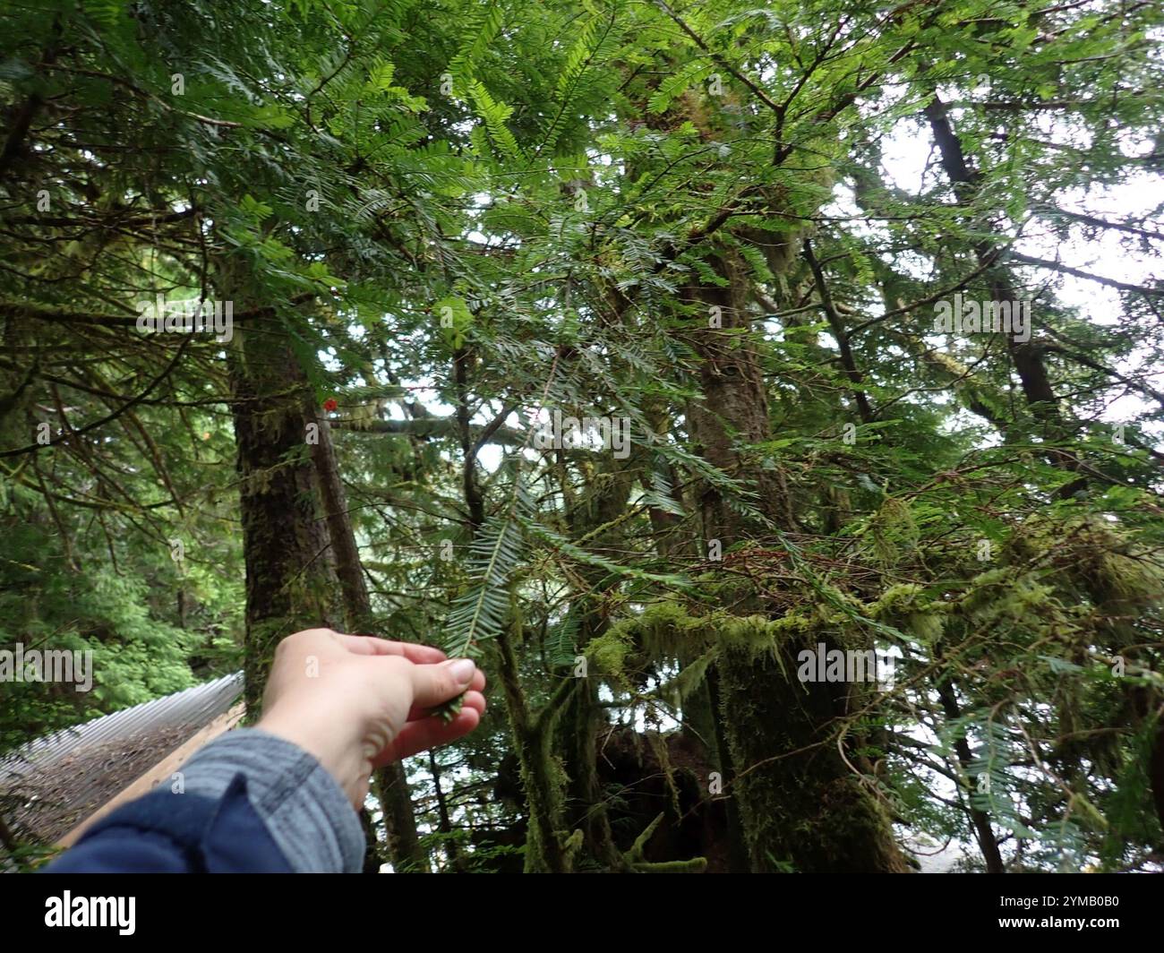 Pacific yew (Taxus brevifolia Stock Photo - Alamy