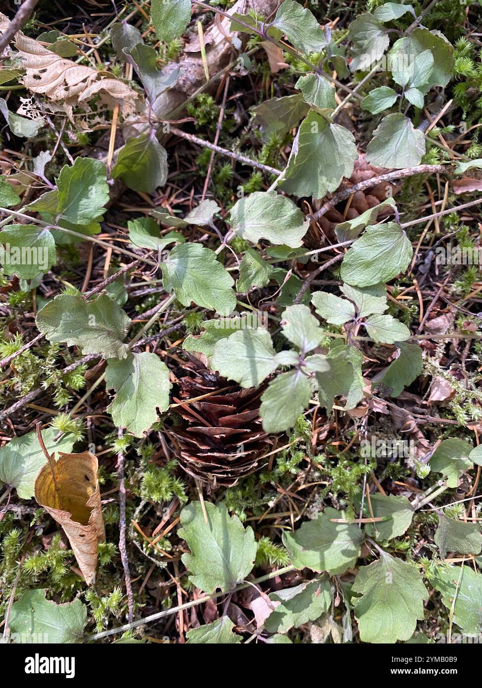 yerba buena (Clinopodium douglasii Stock Photo - Alamy