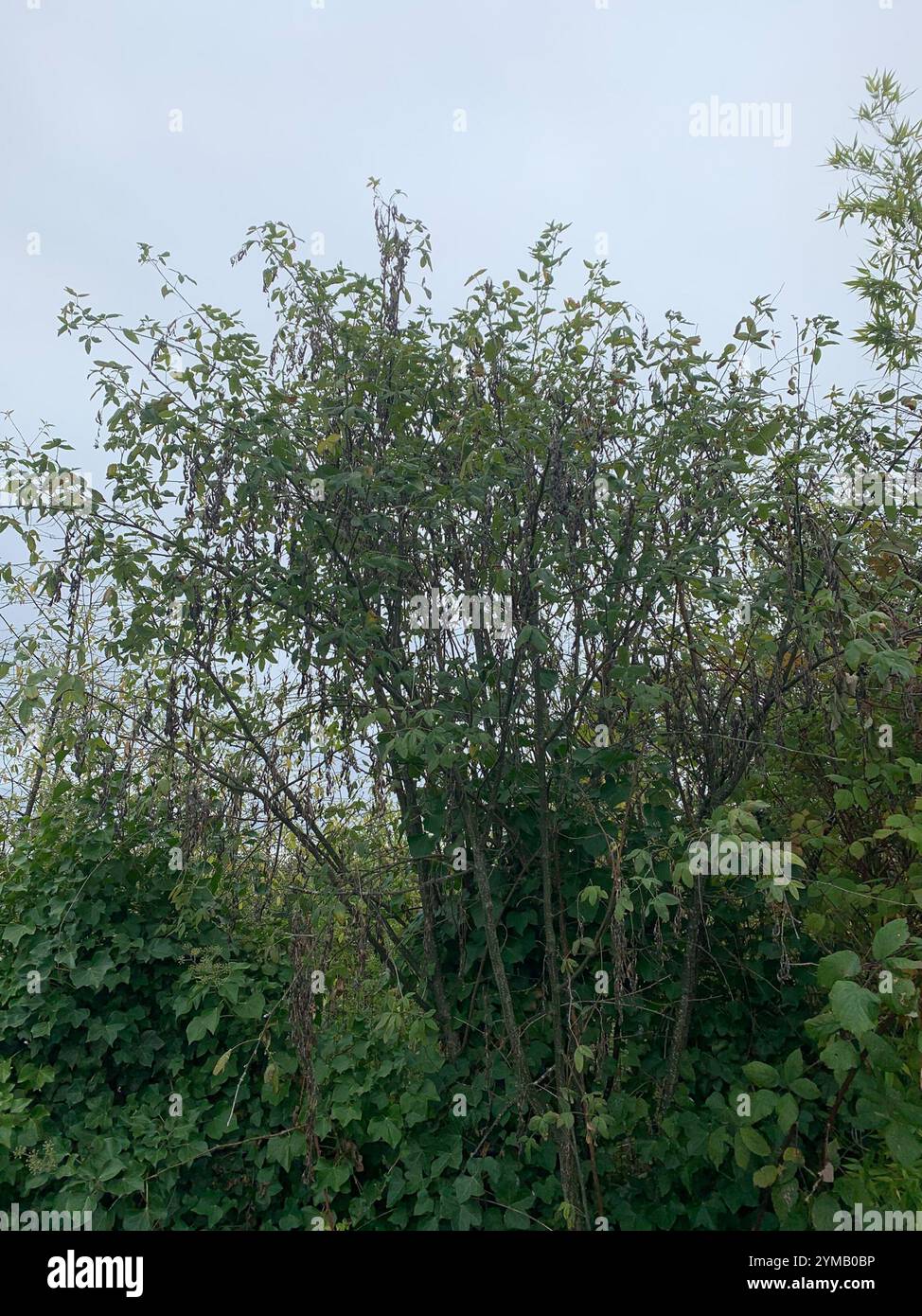 Common Laburnum (Laburnum anagyroides Stock Photo - Alamy