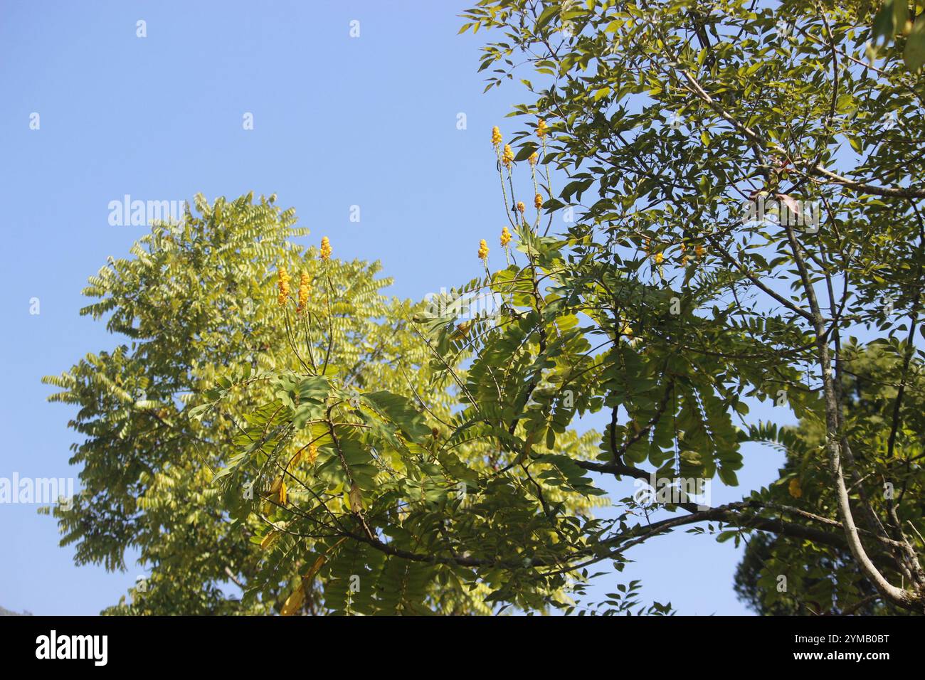 reticulate senna (Senna reticulata Stock Photo - Alamy