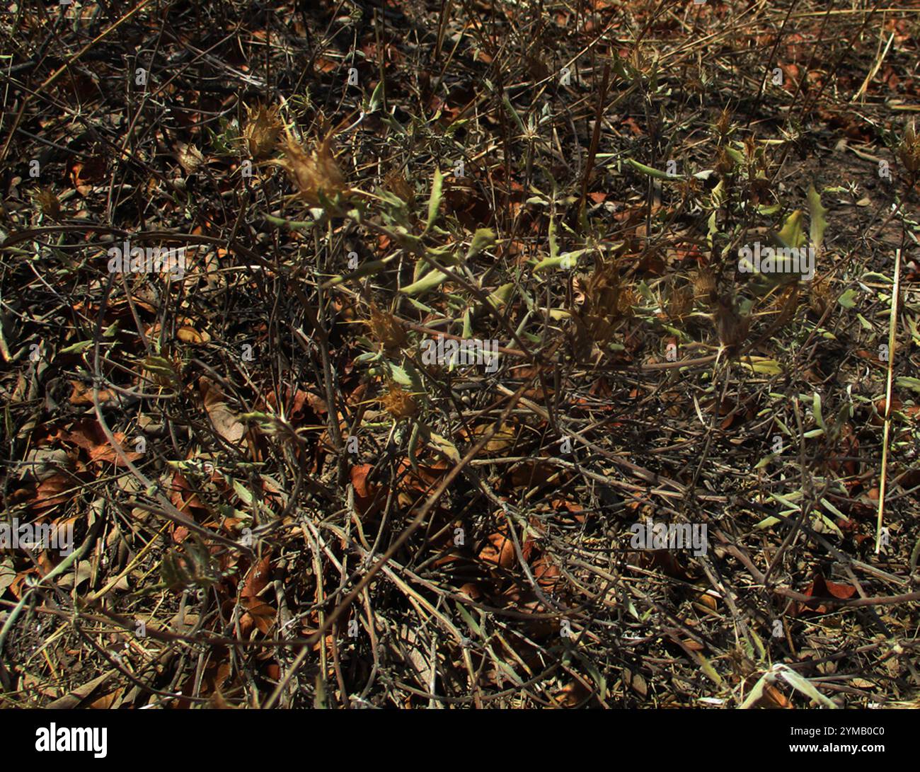 Grey Lashes (Blepharis diversispina Stock Photo - Alamy