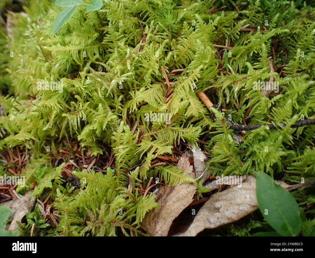 Ostrich-plume Moss (Ptilium crista-castrensis Stock Photo - Alamy