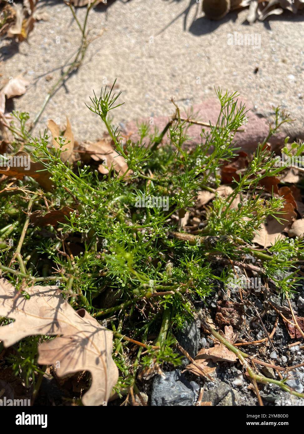 Leptophyllum hi-res stock photography and images - Alamy