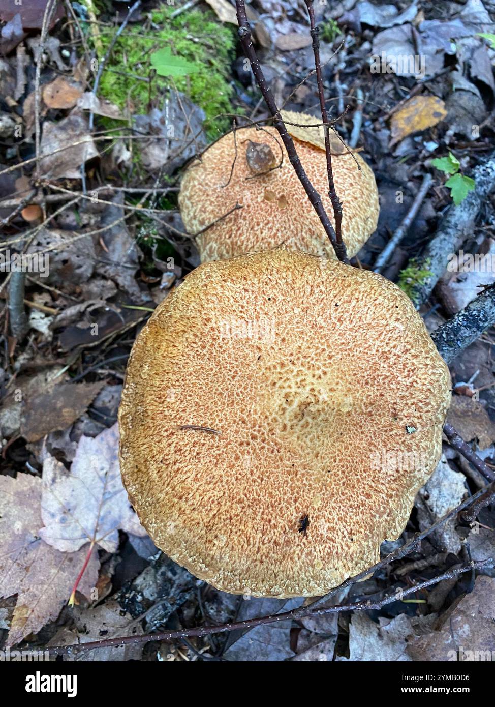 Painted Suillus (Suillus spraguei Stock Photo - Alamy