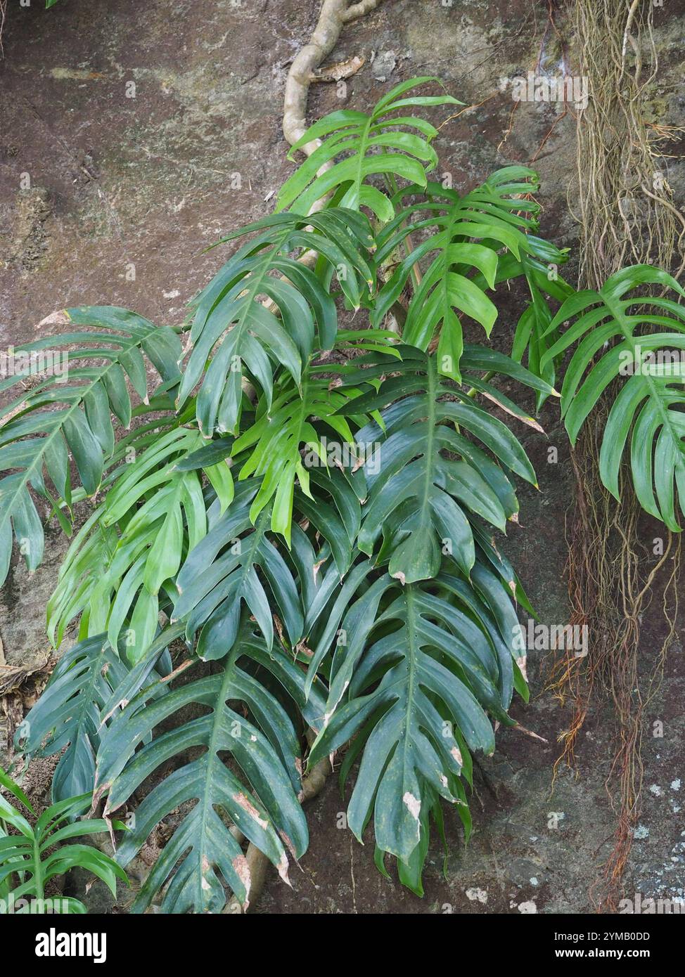 Dragon-tail (Epipremnum pinnatum Stock Photo - Alamy