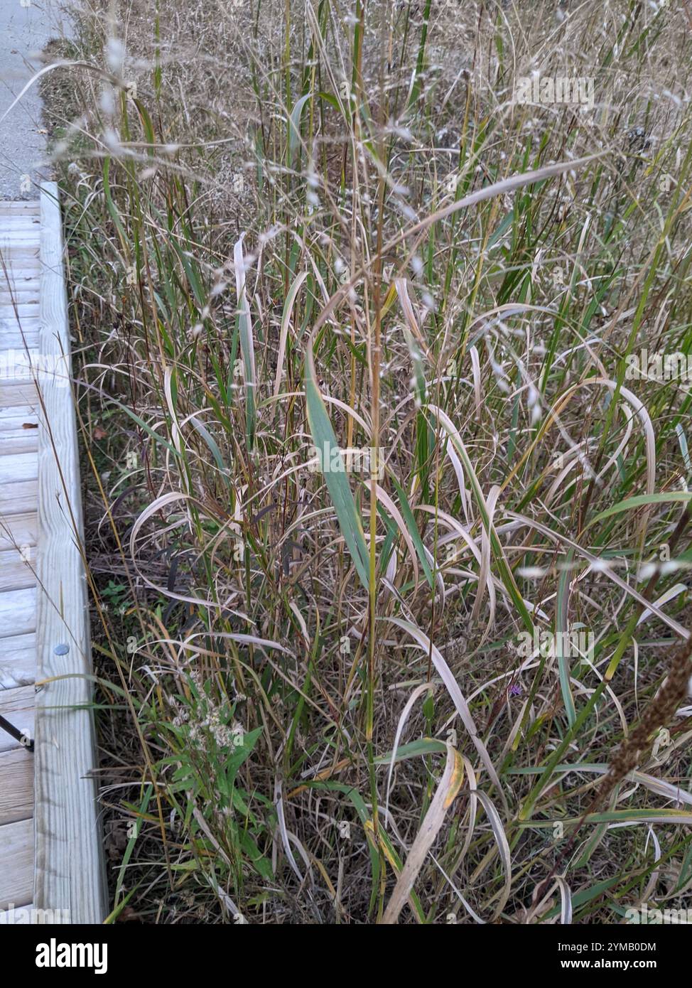 bristlegrasses, rosette grasses, barnyard grasses, and allies (Paniceae ...