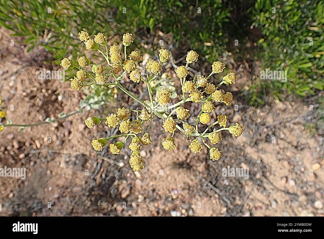 Poorflower Babooncabbage (Othonna parviflora Stock Photo - Alamy