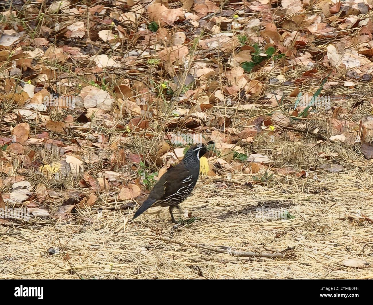 California Quail (Callipepla californica Stock Photo - Alamy