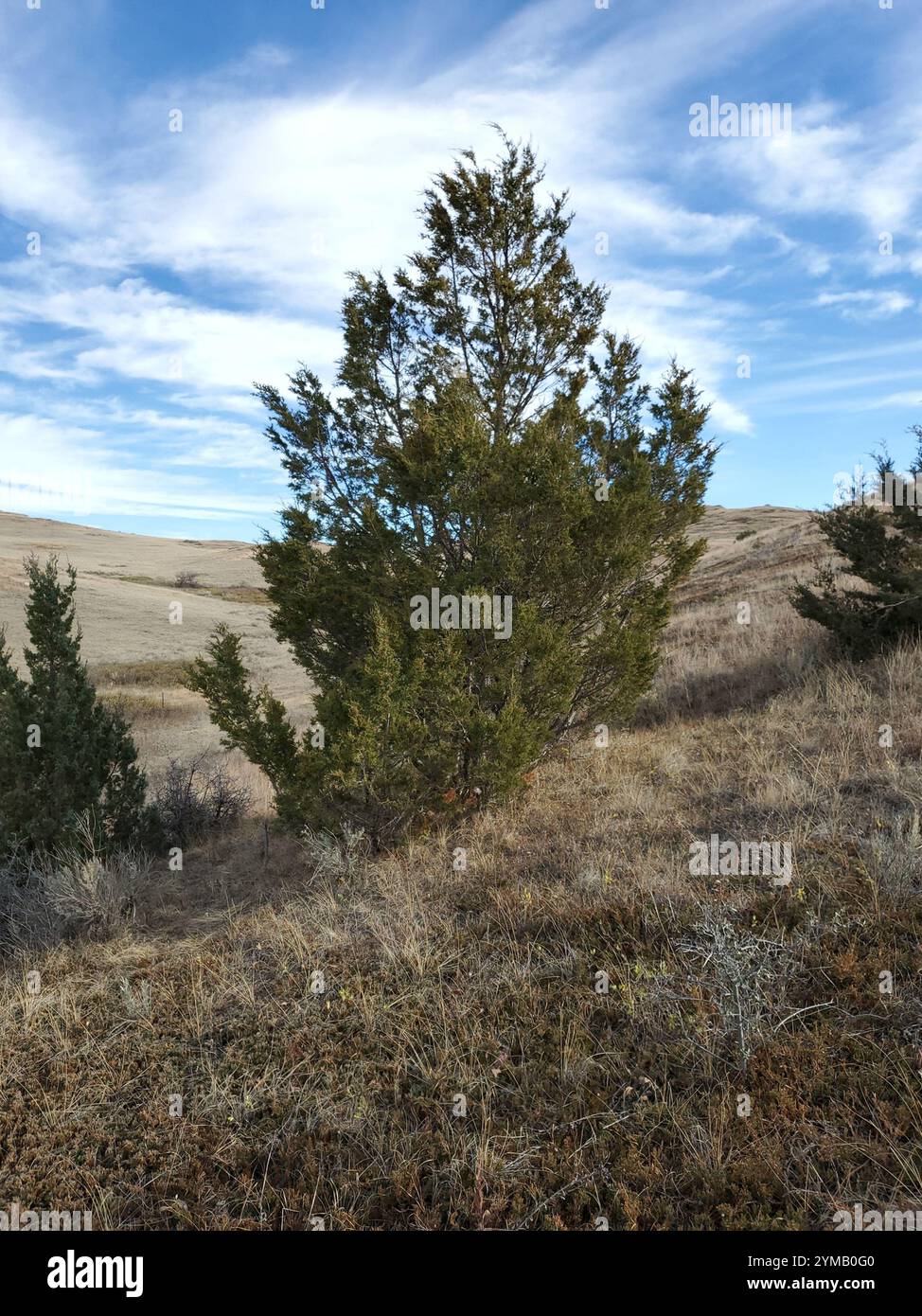 Rocky Mountain Juniper (Juniperus scopulorum Stock Photo - Alamy