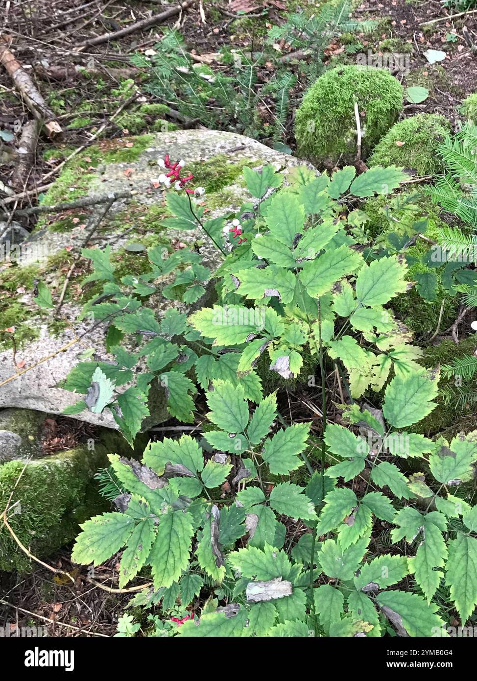white baneberry (Actaea pachypoda Stock Photo - Alamy