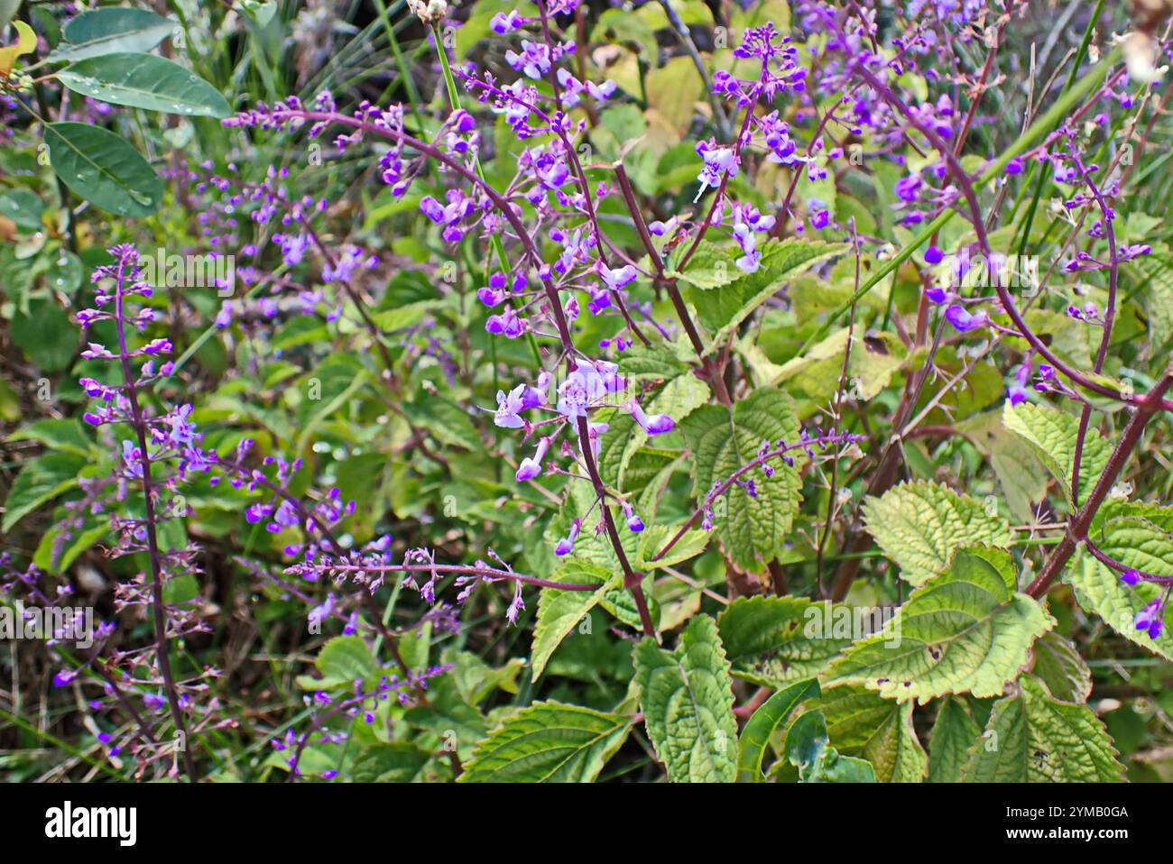 pink fly bush (Plectranthus fruticosus Stock Photo - Alamy