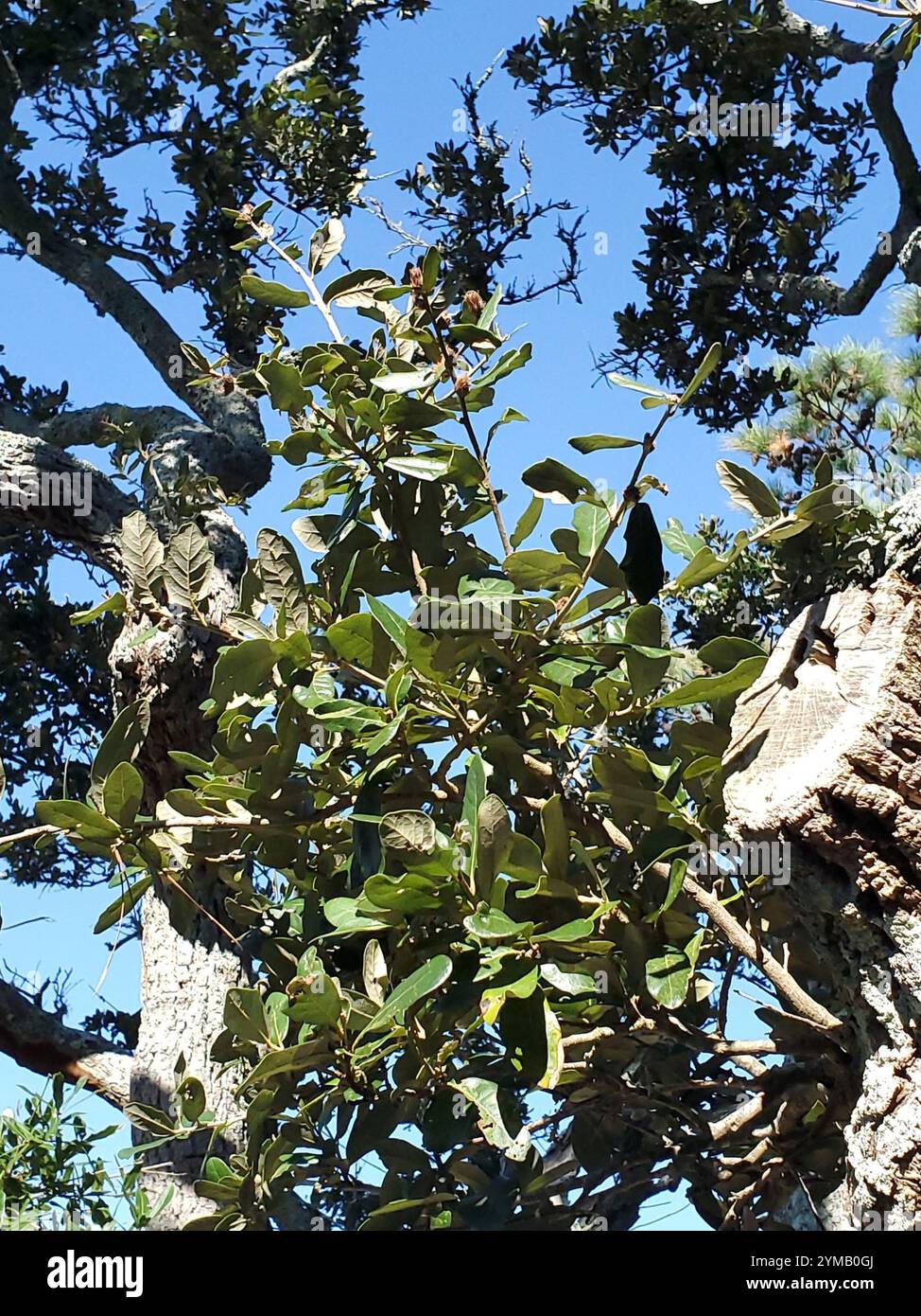 swamp laurel oak (Quercus laurifolia Stock Photo - Alamy