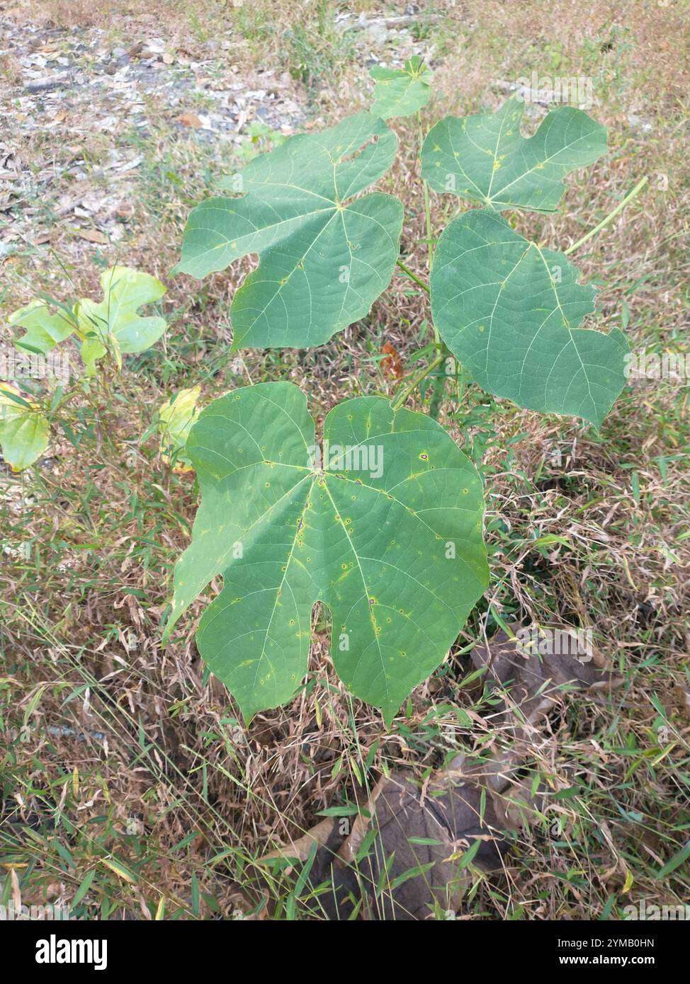 Chinese parasol tree (Firmiana simplex Stock Photo - Alamy