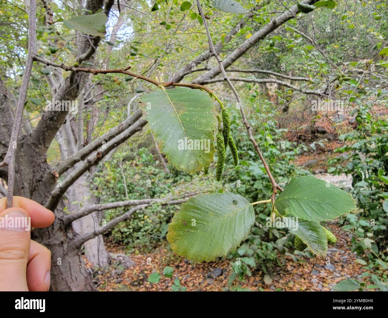 white alder (Alnus rhombifolia Stock Photo - Alamy