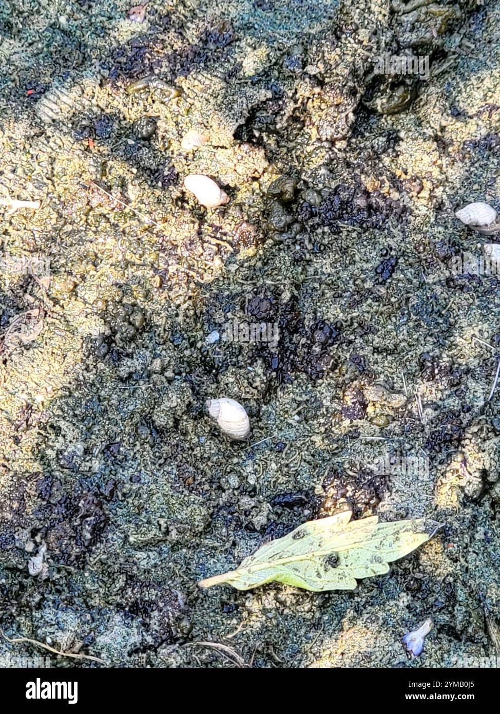 Amber Snails (Succineidae Stock Photo - Alamy