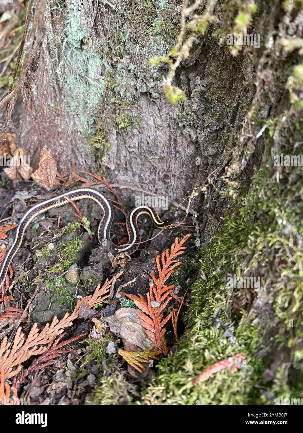 Common Garter Snake (Thamnophis sirtalis Stock Photo - Alamy