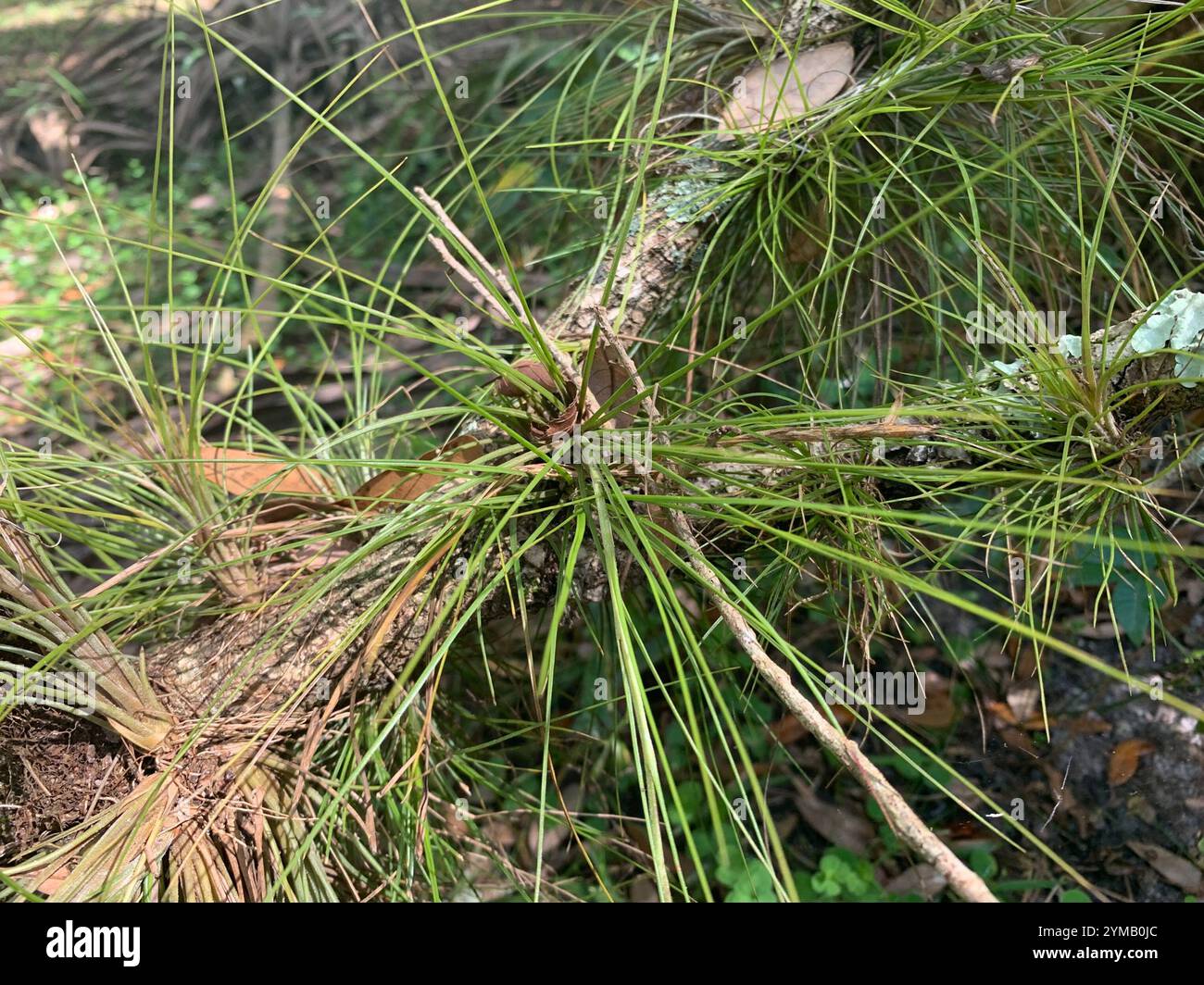 southern needleleaf airplant (Tillandsia setacea Stock Photo - Alamy