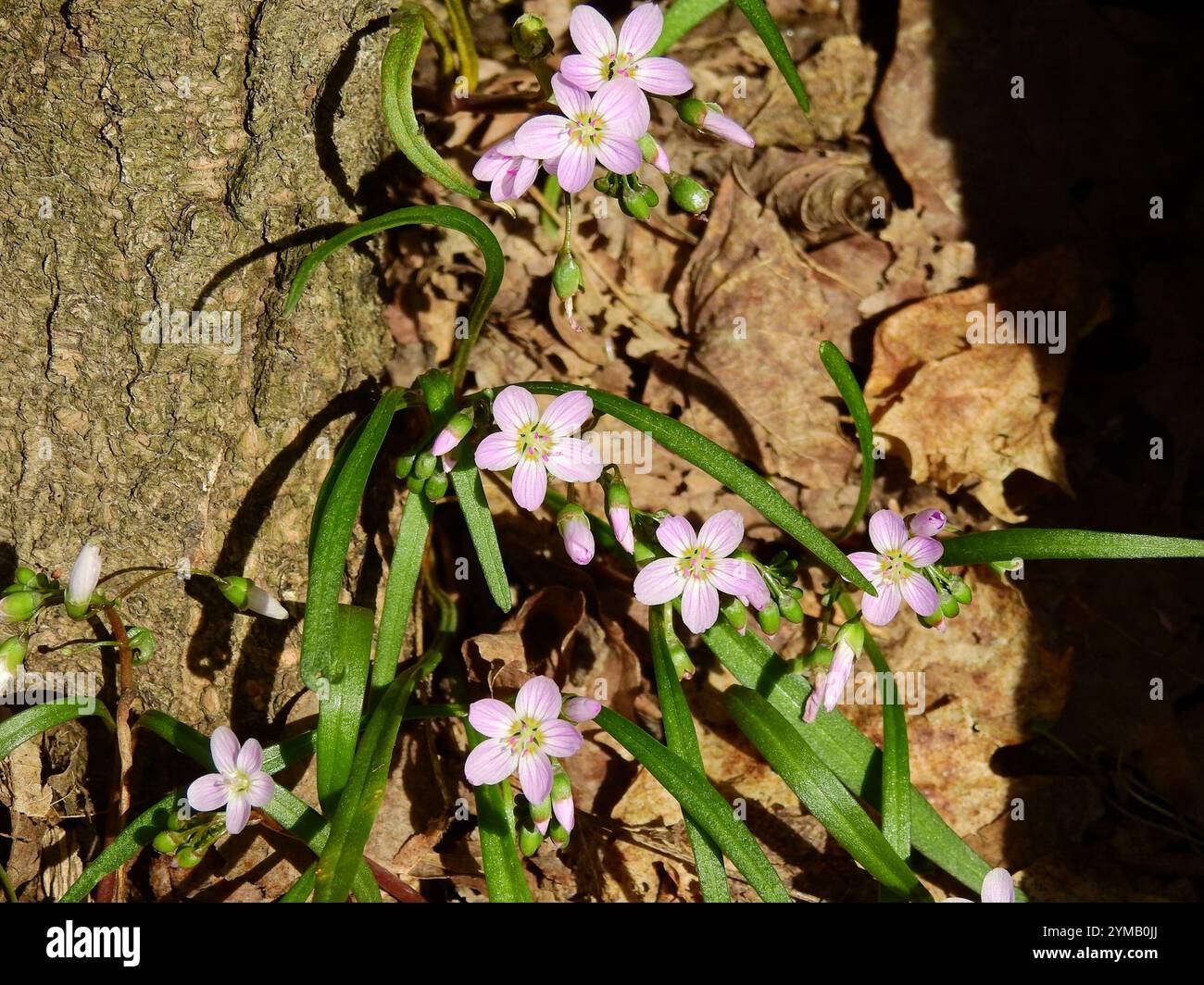 spring beauty rust (Puccinia mariae-wilsoniae Stock Photo - Alamy