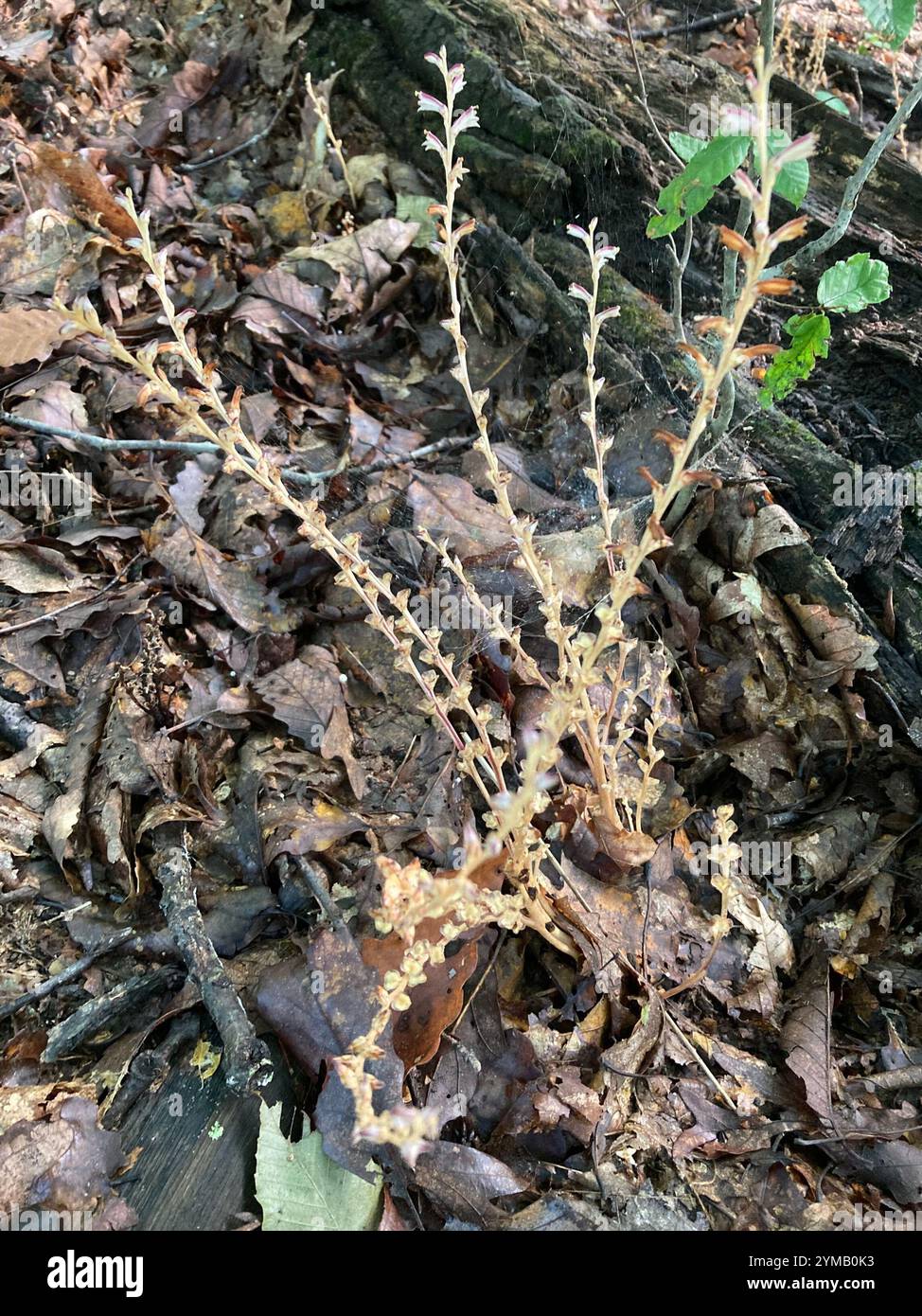 Beechdrops (Epifagus virginiana Stock Photo - Alamy