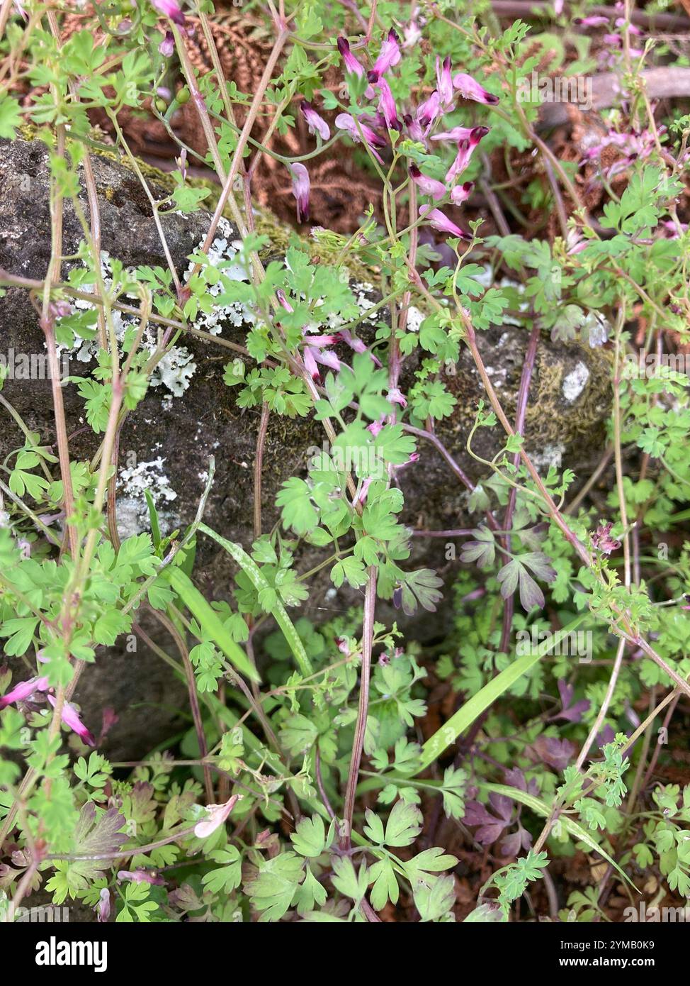 Common ramping fumitory hi-res stock photography and images - Alamy