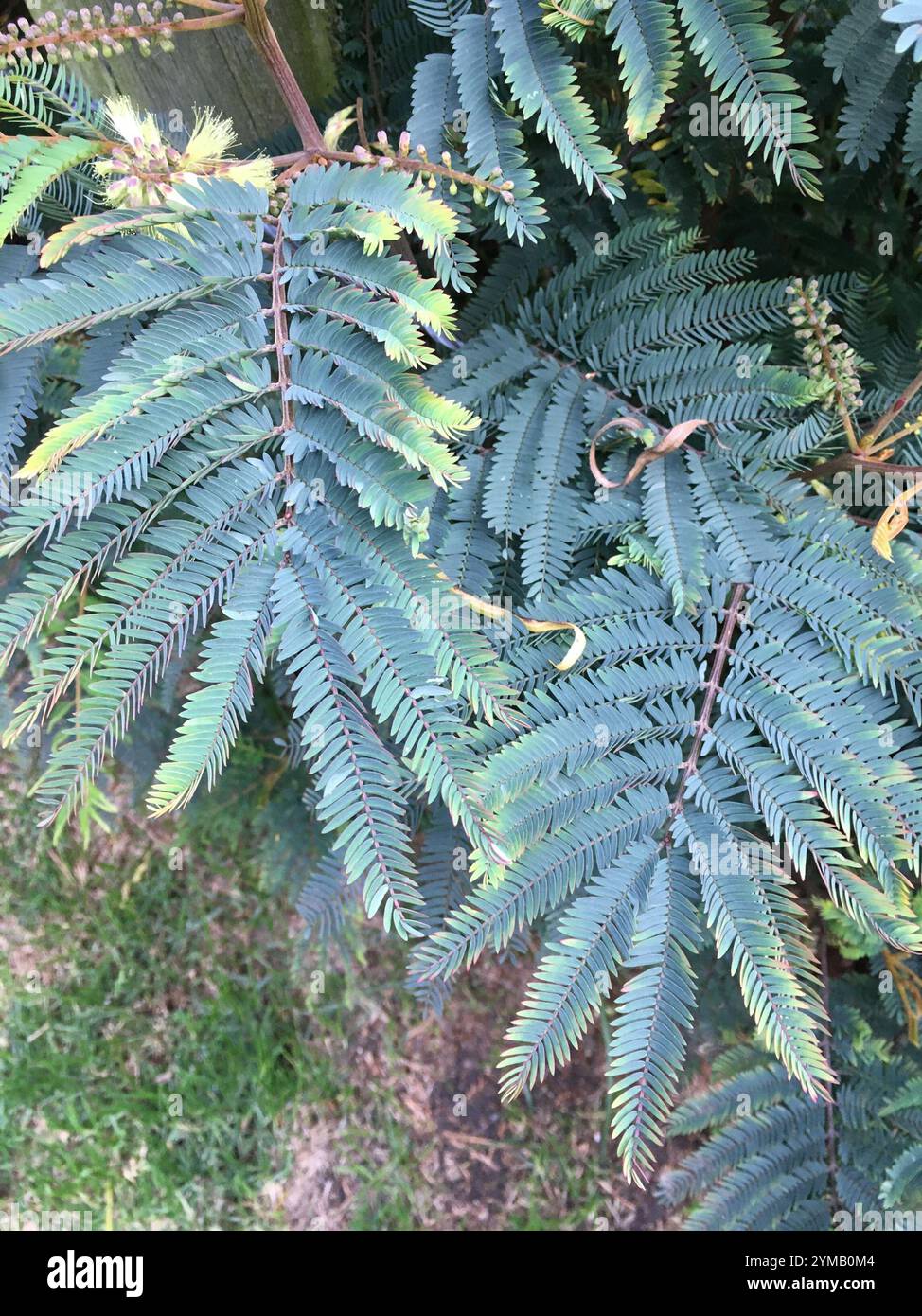 Plume Albizia (Paraserianthes lophantha Stock Photo - Alamy