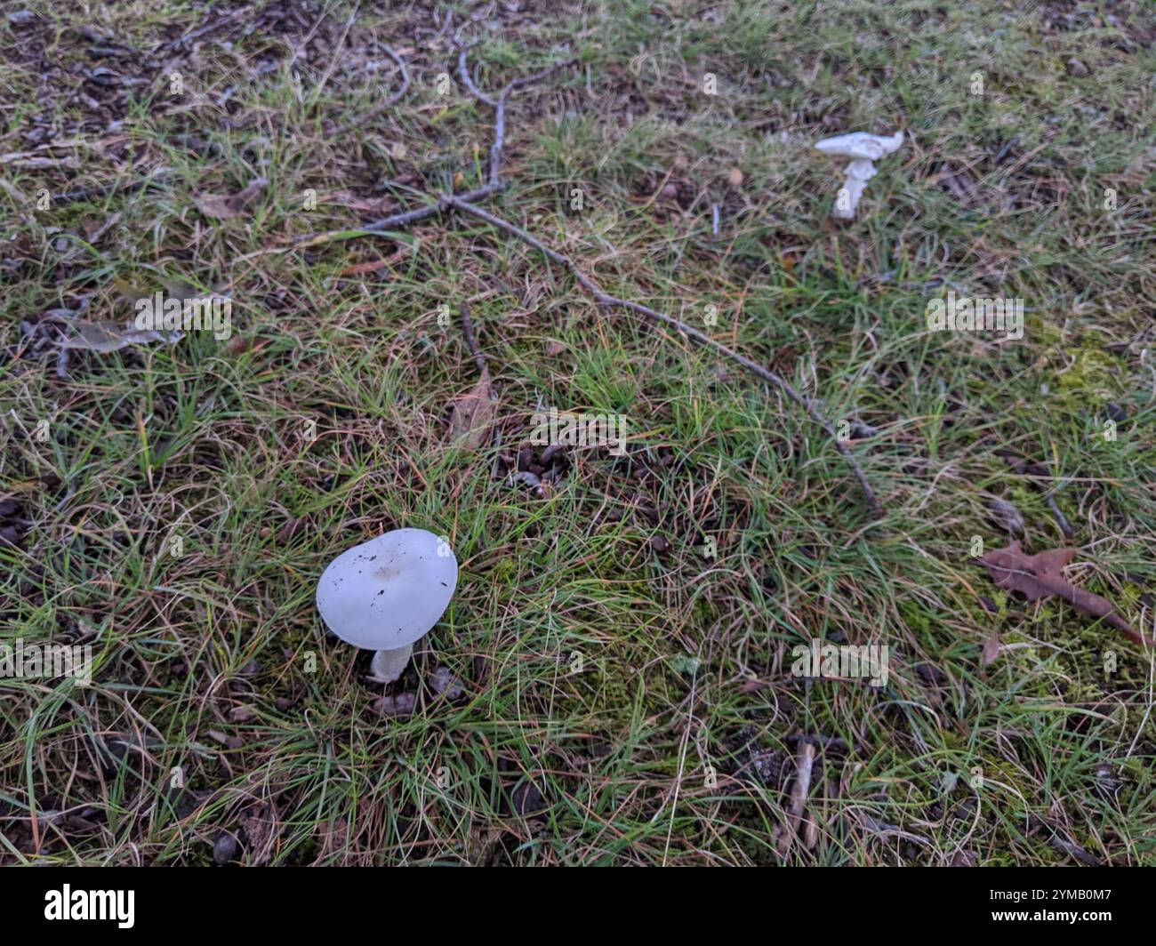 Eastern North American Destroying Angel (Amanita bisporigera Stock ...