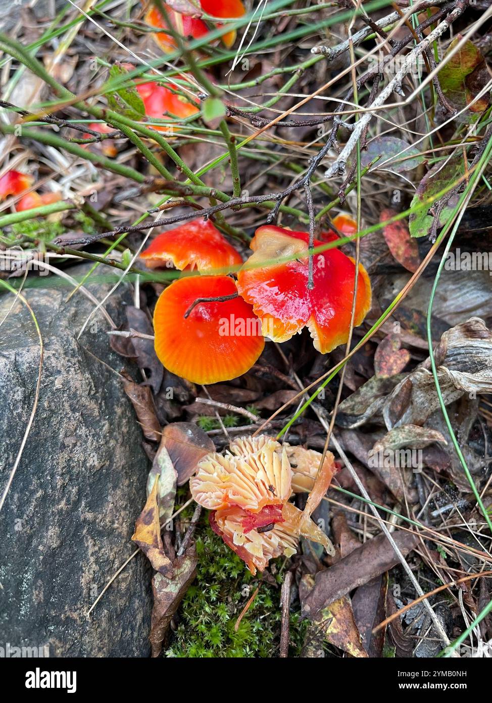Scarlet Waxy Cap (Hygrocybe coccinea Stock Photo - Alamy