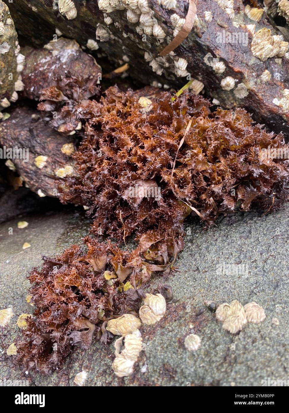 encrusting red algae (Mastocarpus Stock Photo - Alamy