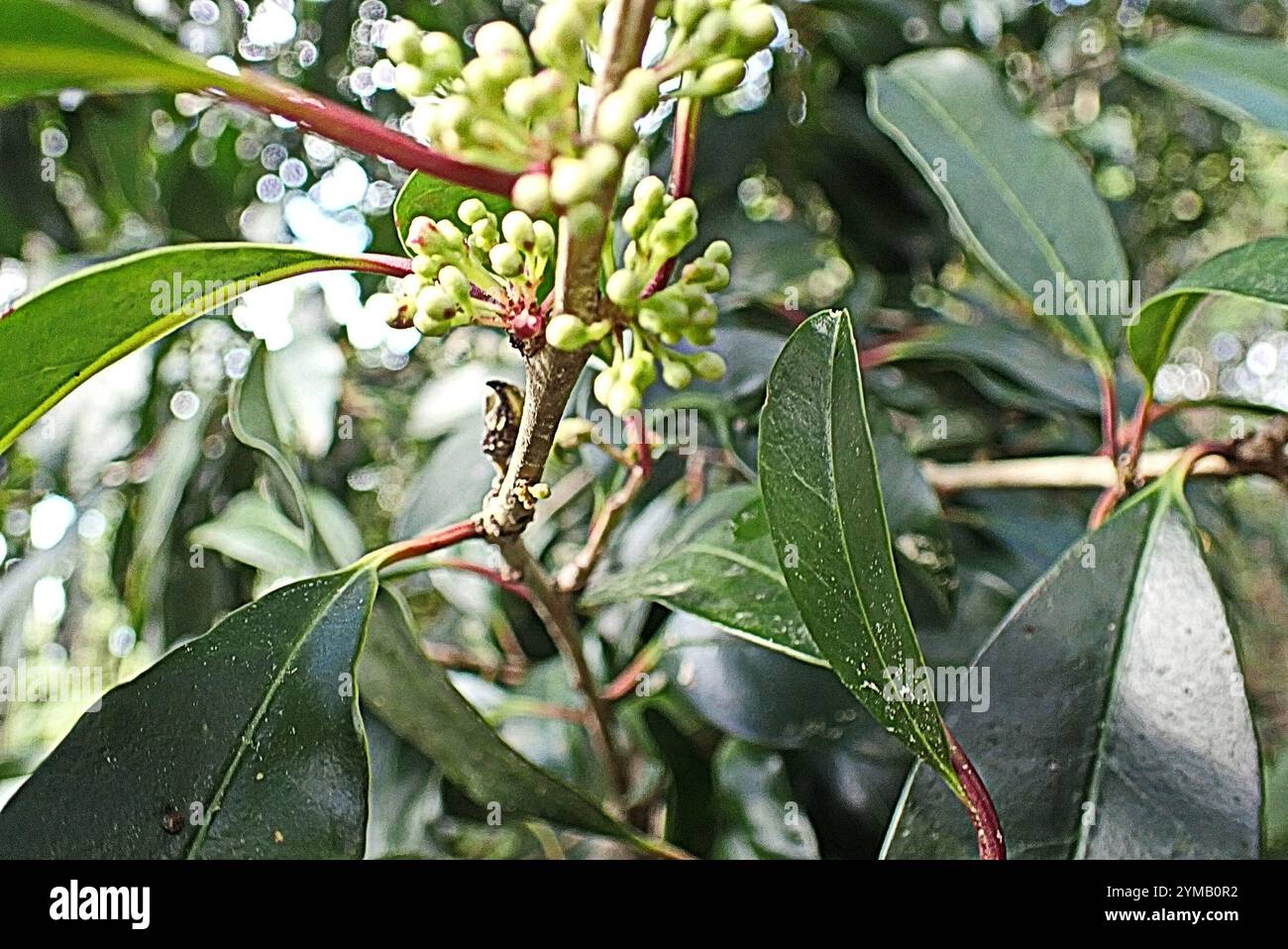 Common Cape Holly (Ilex mitis mitis Stock Photo - Alamy