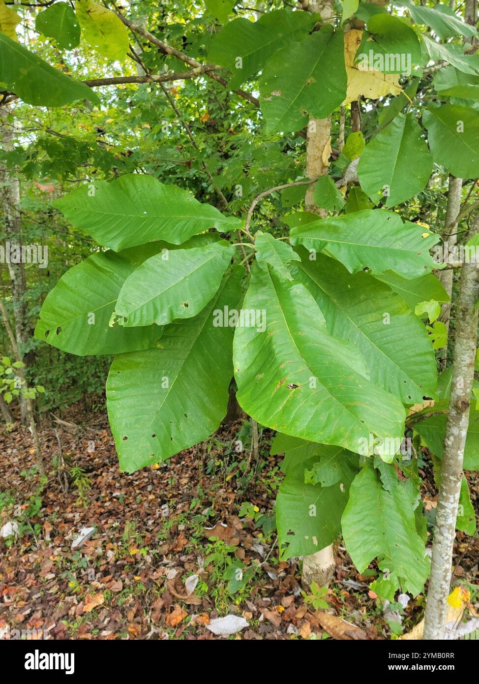 bigleaf magnolia (Magnolia macrophylla Stock Photo - Alamy