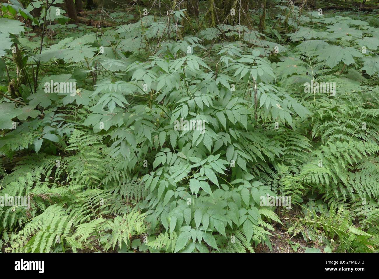 Goatsbeard (Aruncus dioicus Stock Photo - Alamy